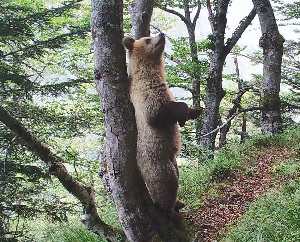 L'Ours, comment se porte l'ami emblématique des Pyrénées ? - Petite ...