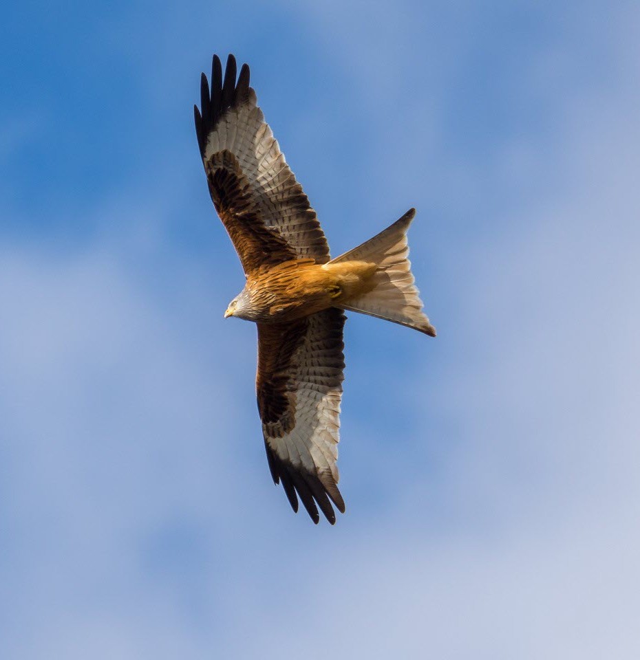 le-milan-royal-est-un-grand-rapace-diurne-facile-a-reconnaitre-grace-a ...