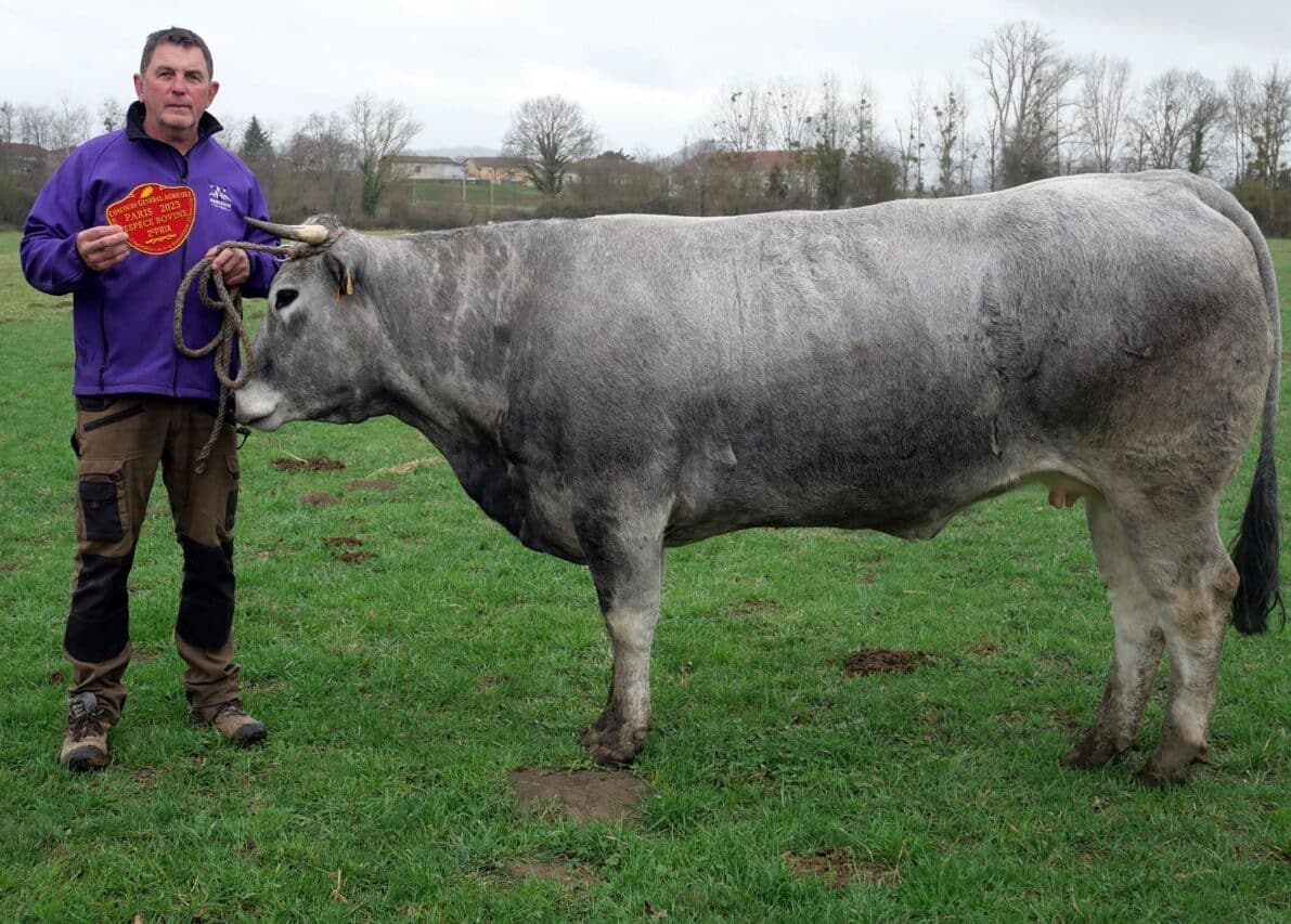 Ponlat-Taillebourg : Palombe, le belle Gasconne des Pyrénées médaillée ...