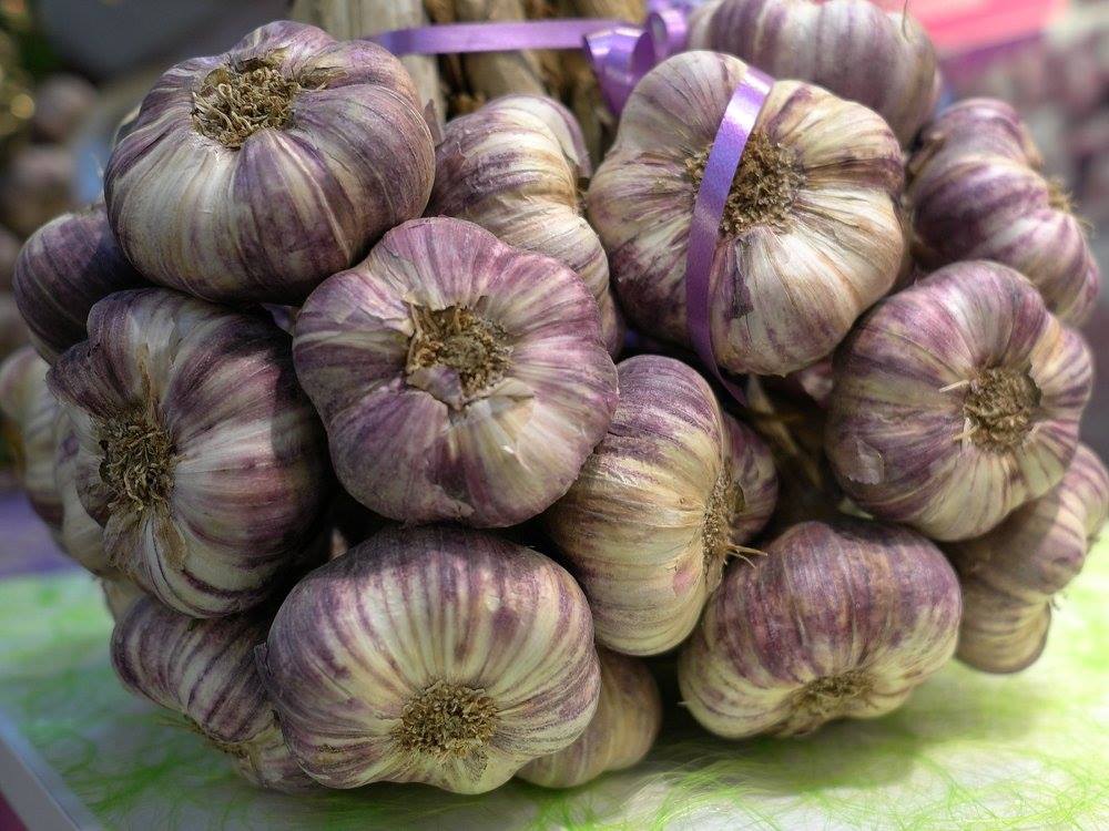 La saison de l'ail violet de Cadours est ouverte ! - Petite République.com