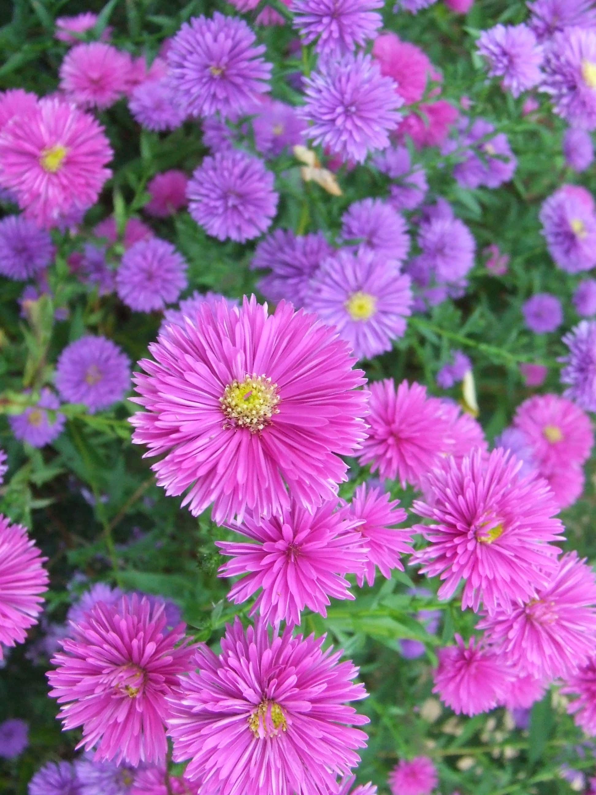 Diviser ses vivaces, une façon économique de multiplier les fleurs du ...